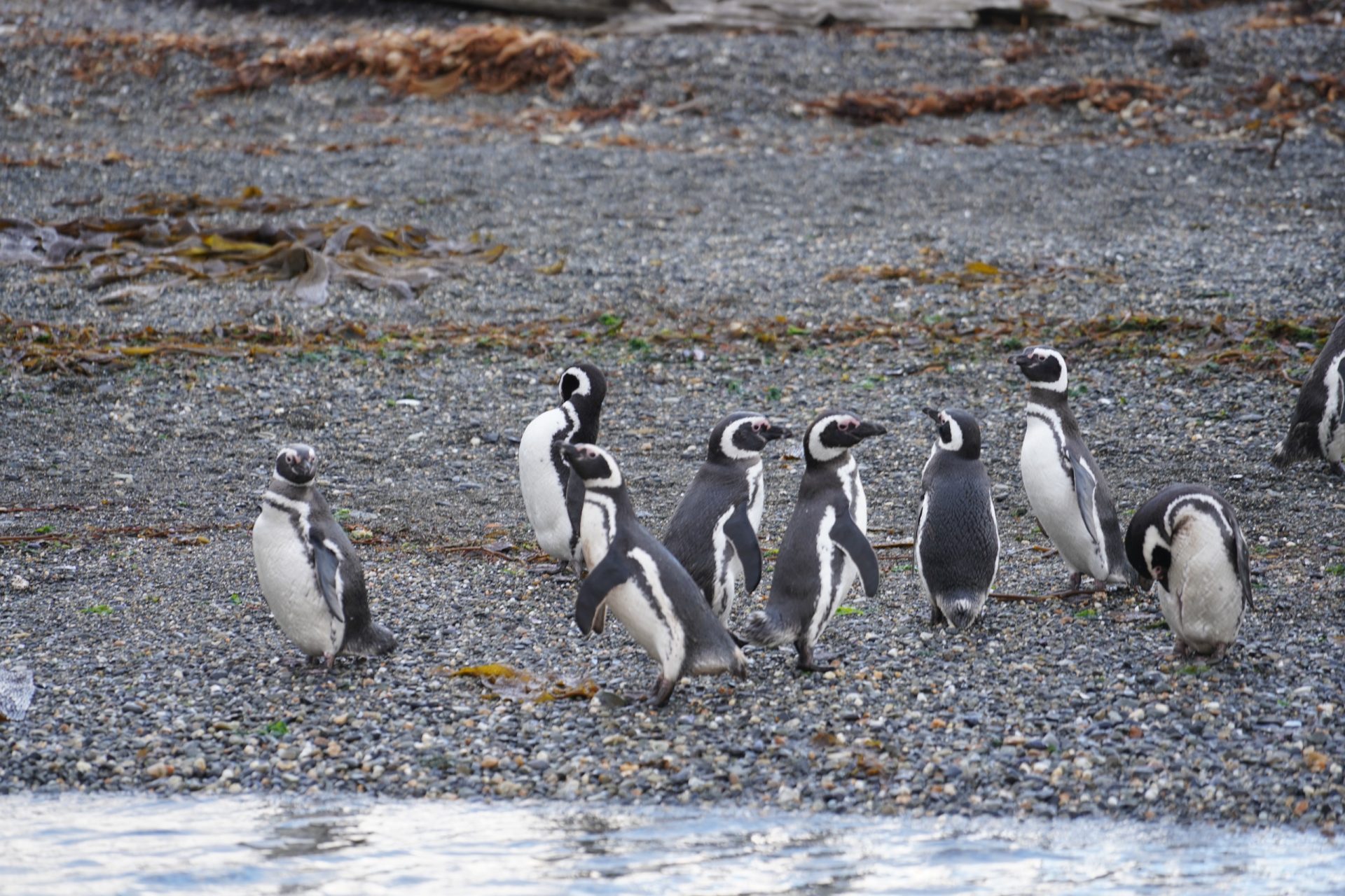 King Crab Route with Penguin Colony Navigation + Lunch and Visits ...